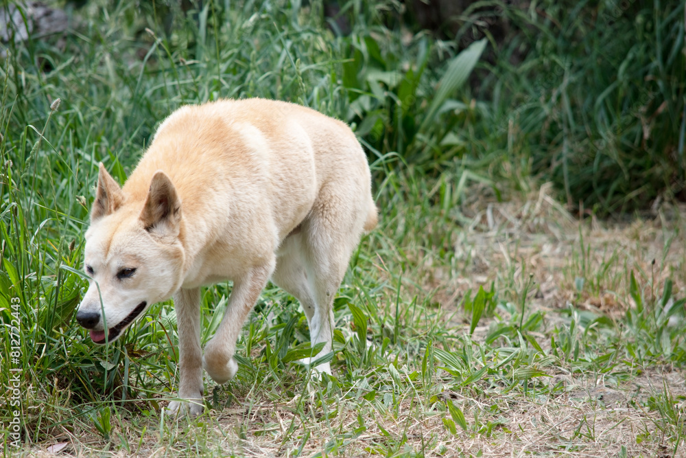 Dingos have a long muzzle, erect ears and strong claws. They usually ...