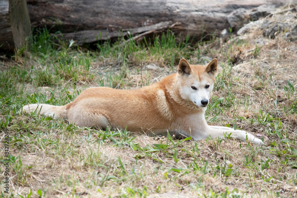 Dingos have a long muzzle, erect ears and strong claws. They usually ...