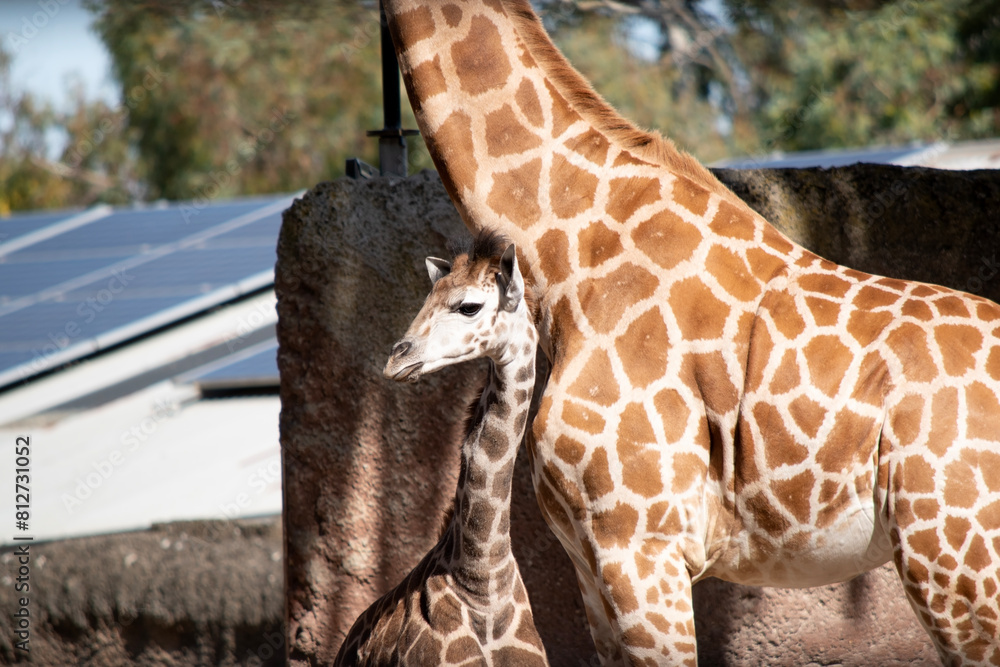 The giraffe is the tallest of all mammals. The legs and neck are ...