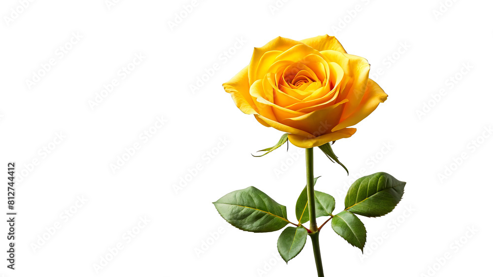 Single yellow rose long stem vertical stand pose isolated on ...