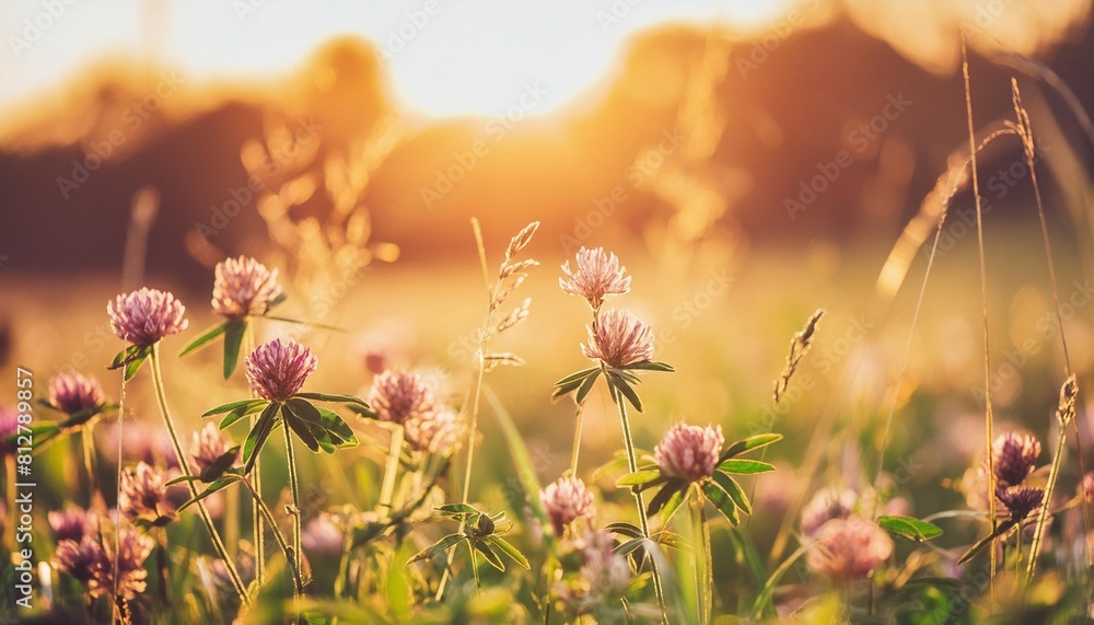 wildflowers of clover in a meadow nature natural summer background with ...