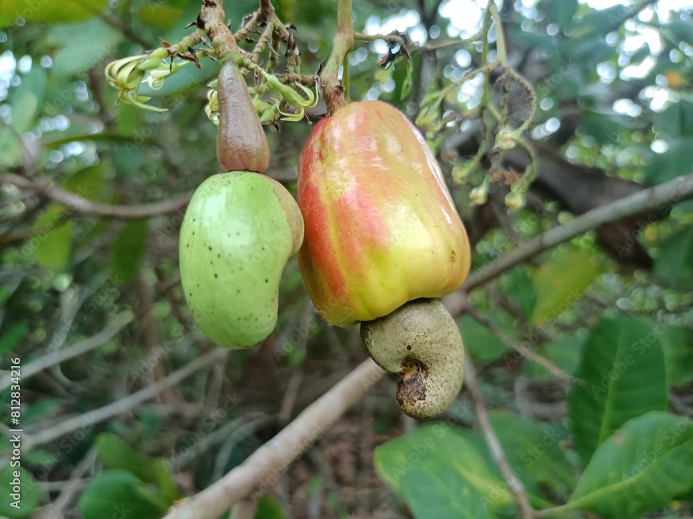 Cashew is the common name of a tropical evergreen tree Anacardium ...