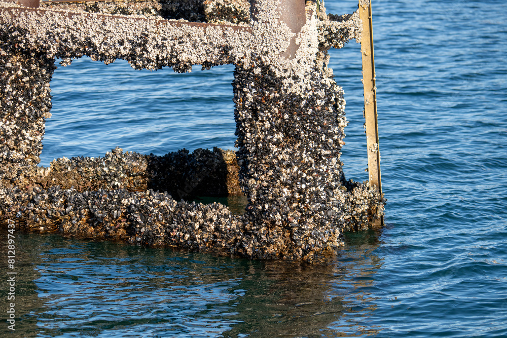 Barnacles and mussels on growing on a bouy Stock Photo | Adobe Stock