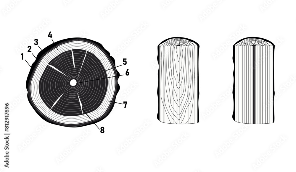 Vector illustration with types of trunk cuts. Different wood patterns ...