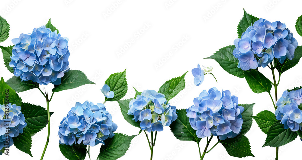 Wallpaper of Hydrangea flowers on a transparent background with copy ...