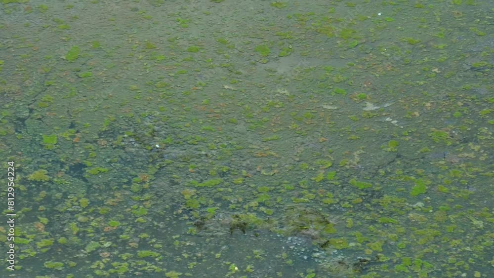 A close examination of algae-infested waters, a testament to nature's ...