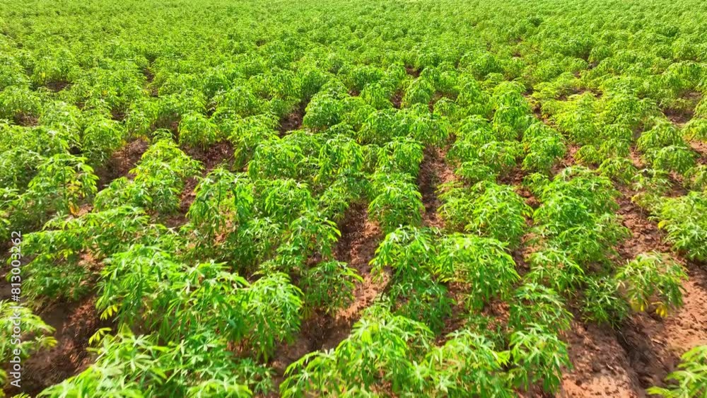 A lush tapioca plantation sprawls luxuriantly, its thick foliage a ...
