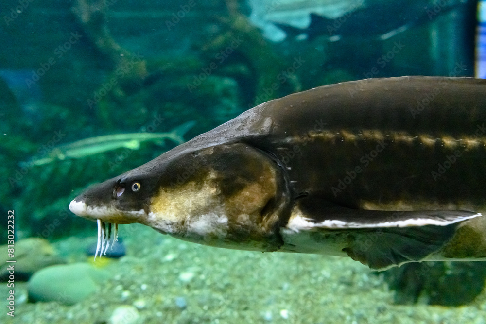 Large Beluga fish also known as great sturgeon or huso huso is swiming ...