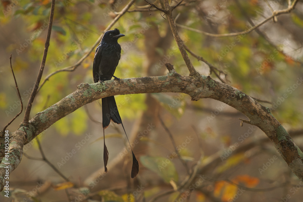 Greater Racket-tailed Drongo - Dicrurus paradiseus, Asian bird with ...