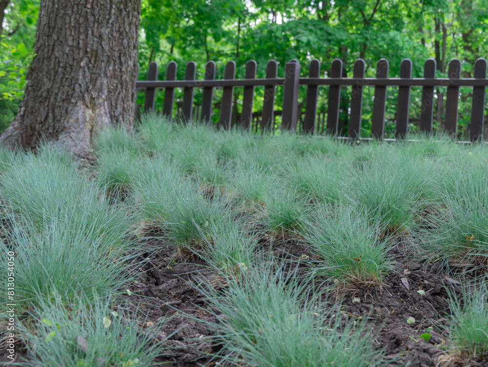 Seedlings of fescue meadow narrow leaved grasses. Herbaceous plant ...