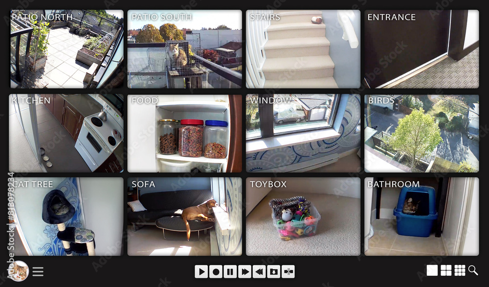 Pet themed security camera monitoring screen. Fake interface. Playful ...