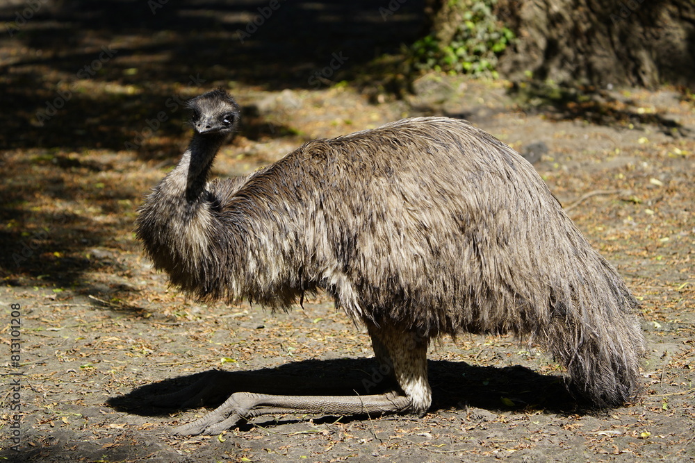 The emu (Dromaius novaehollandiae) is a species of flightless bird ...