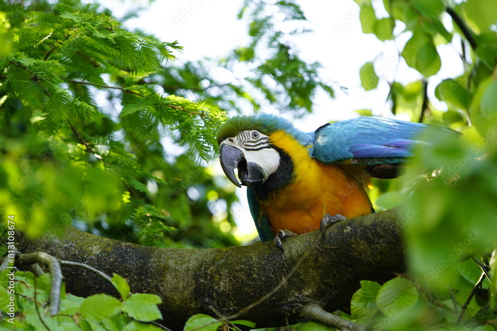 The Blue-and-Yellow Macaw (Ara ararauna), also known as the Blue-and ...