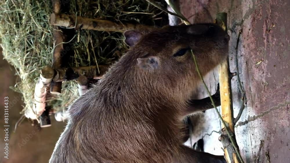 A capybara at the zoo eats the bark of a branch. Nizhny Novgorod Zoo ...