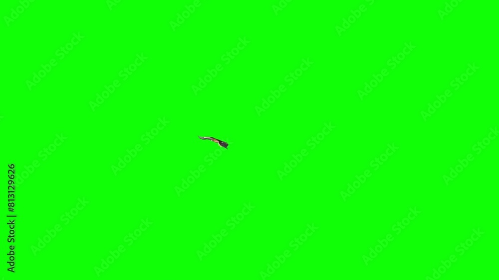 Red Tailed Hawk Raptor Bird - Flying Over Screen - II - Green Screen ...