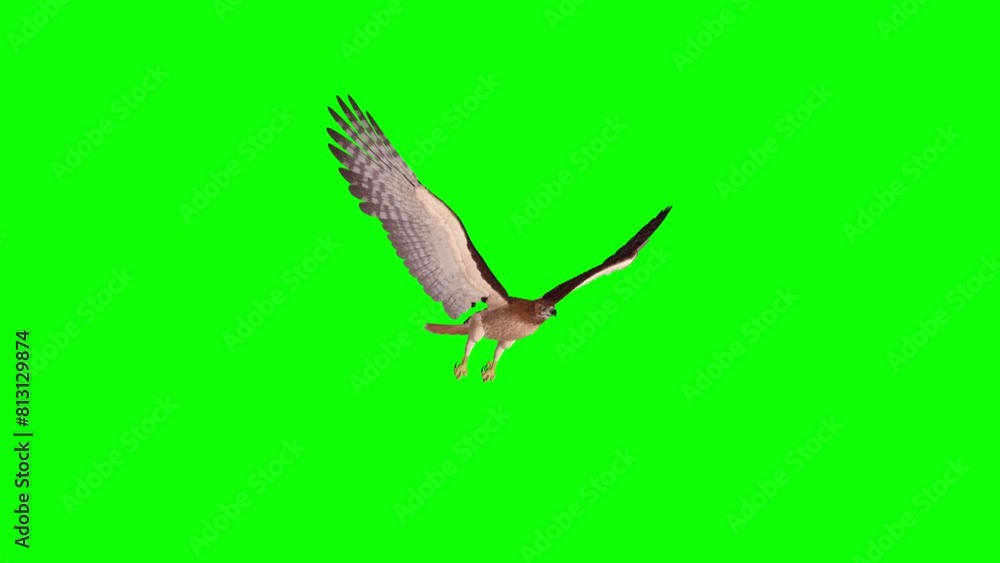 Red Tailed Hawk Raptor Bird - Flying Loop - Side Angle View Close Up ...
