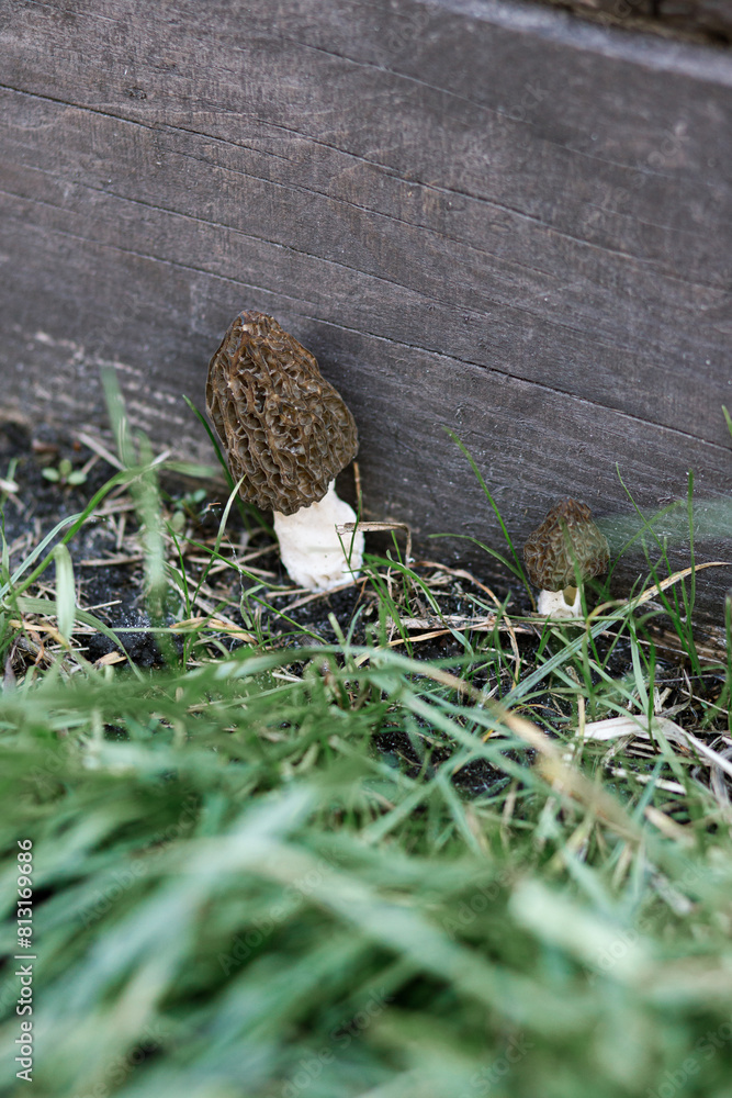 Morchella mushrooms growing in garden close up. True morels. Morchella ...