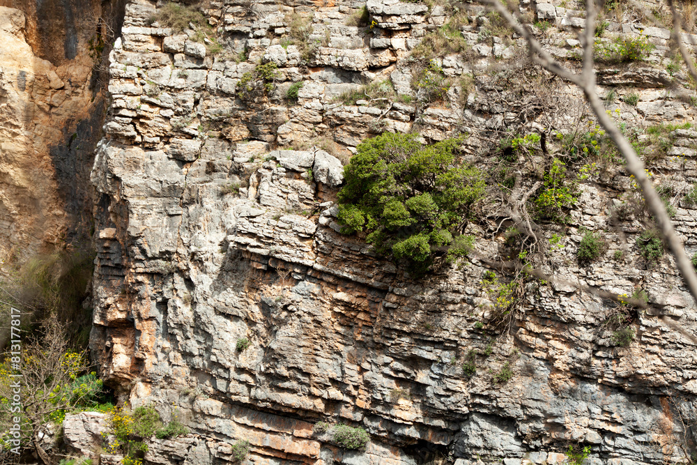 A closeup of a bedrock formation with brown wood trunks and terrestrial ...