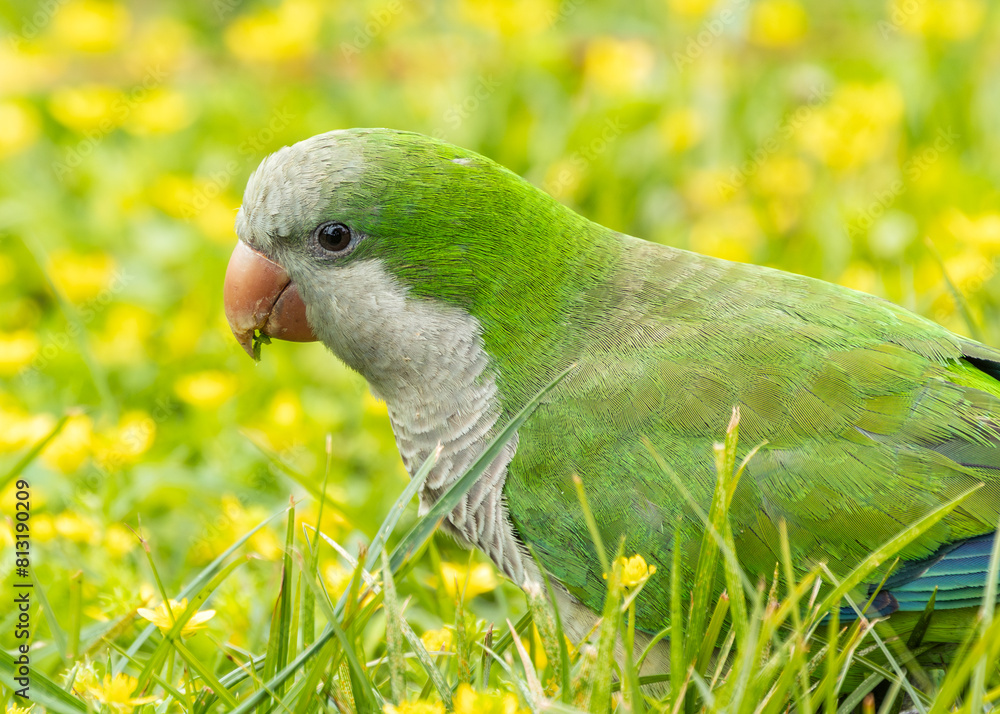 Monk Parakeet (Myiopsitta monachus) - Invasive Charmer of Madrid Stock ...