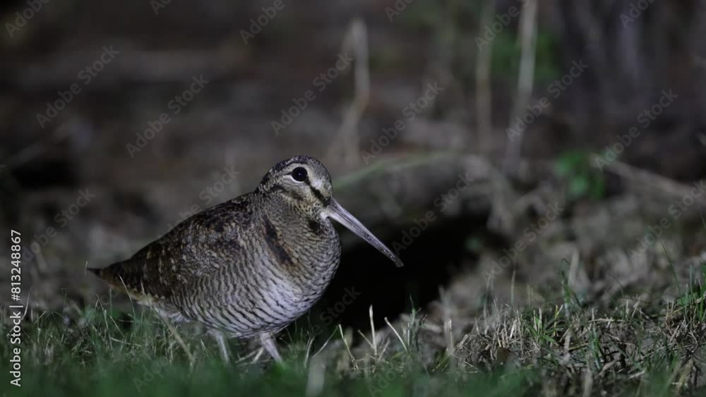 The Eurasian woodcock (Scolopax rusticola) is a medium-small wading ...