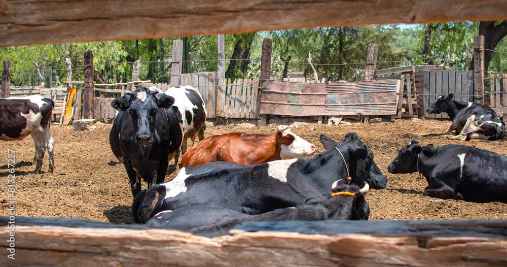 Imagen horizontal de un potrero o corral de vacas foto de Stock | Adobe ...