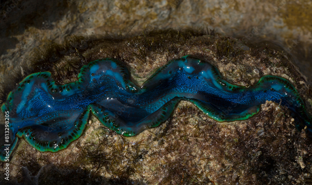 The maxima clam (Tridacna maxima), also known as the small giant clam ...