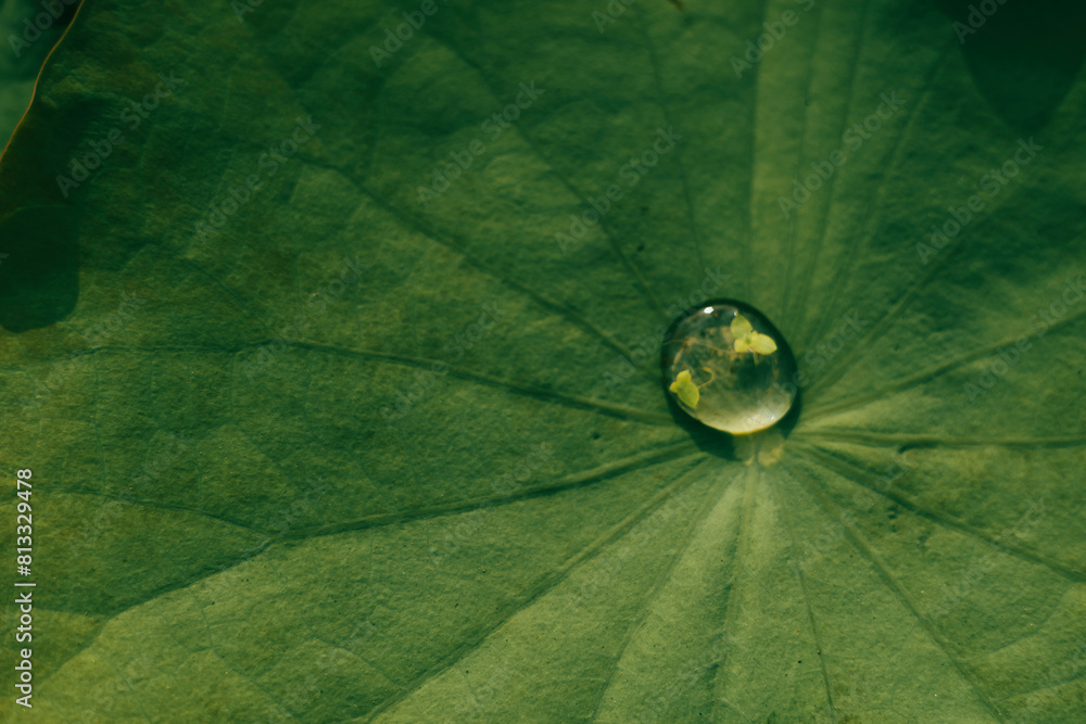 Nelumbo nucifera can grow up to 1.5 m tall and can grow horizontal ...