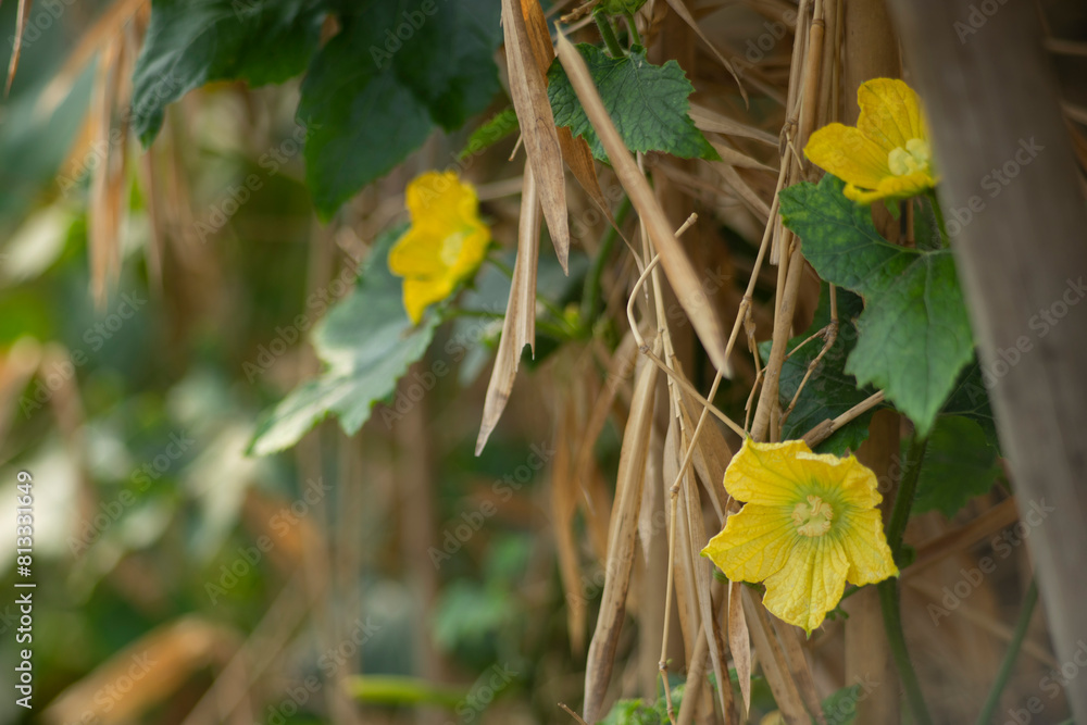Benincasa hispida has fluff. Over time, Benincasa hispida gradually ...