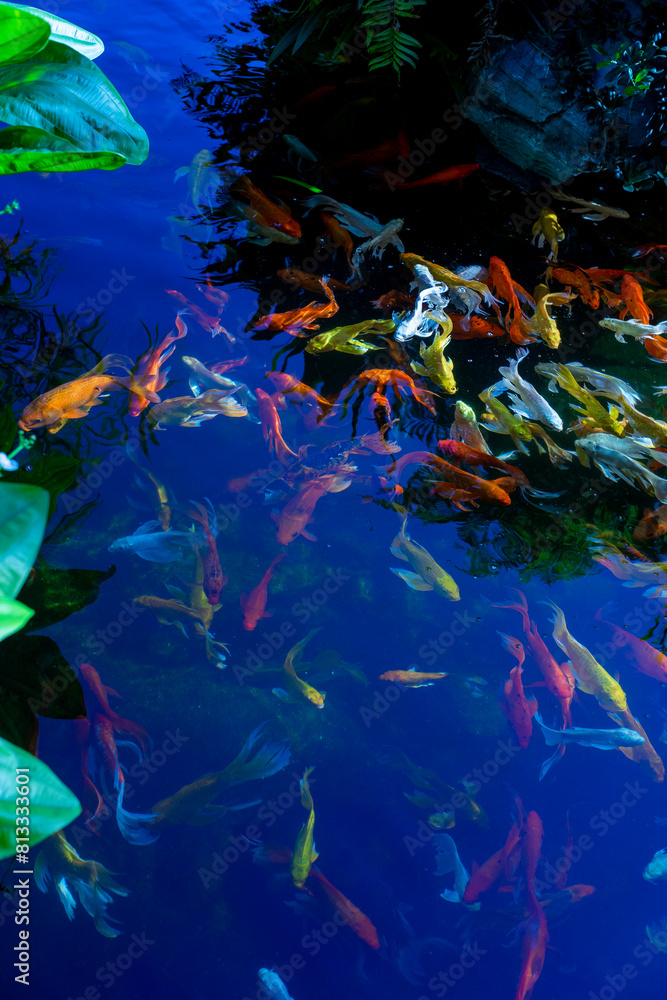 Japanese Koi fish are excellent, expensive and famous, the Japanese ...