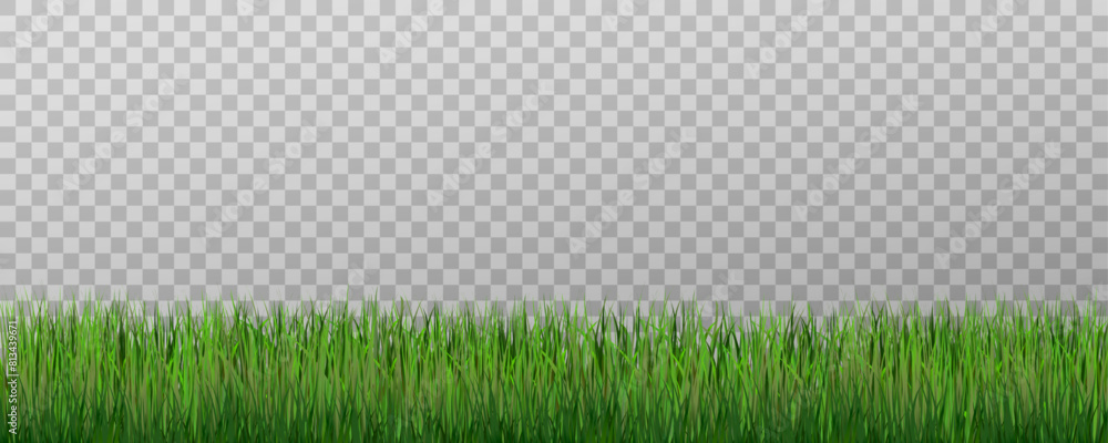 Grass border, vector illustration. Vector grass, lawn. Grass png, lawn ...