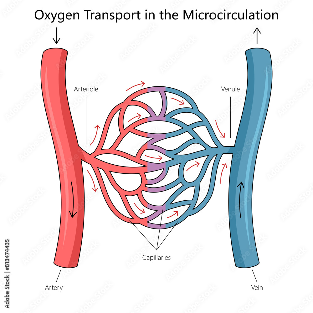 oxygen transport through arterioles, capillaries, and venules in the ...