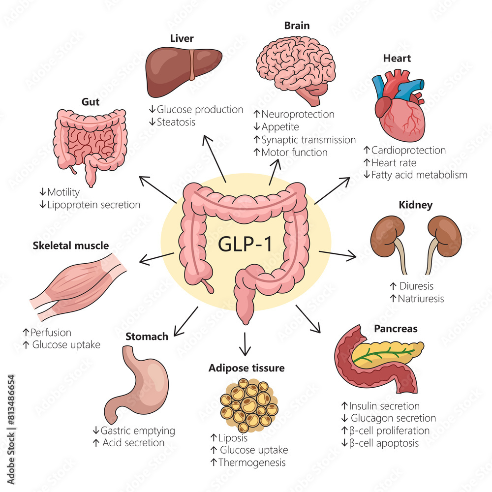impact of GLP-1 on different organs highlighting physiological changes diagram hand drawn ...