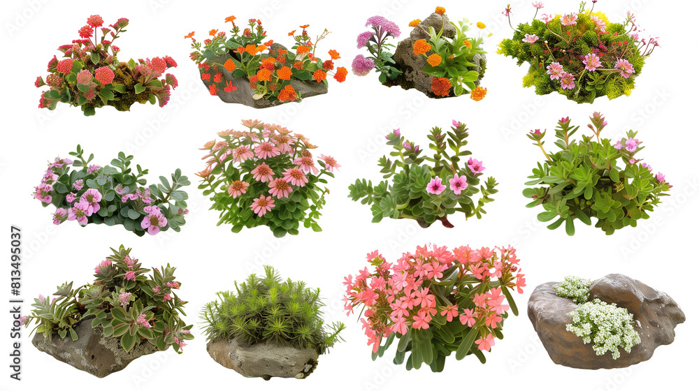 Set of alpine blooms ideal for rock gardens including saxifrage, sedum ...