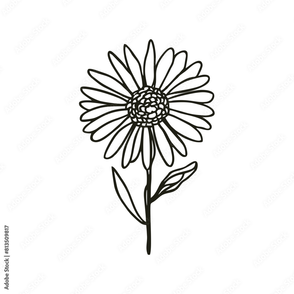 A minimalist, black single line drawing of a daisy flower, white ...