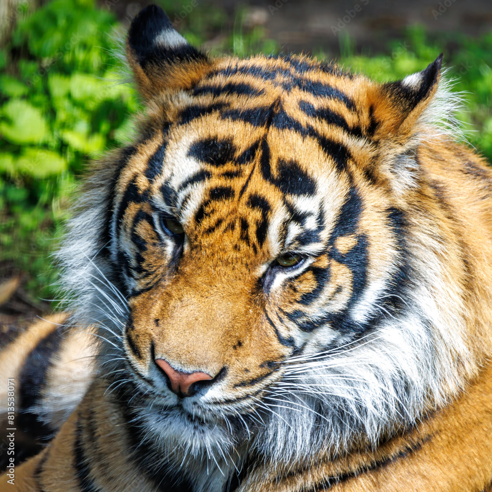 Portrait of a Sumatran or Sunda tiger, Panthera tigris sondaica , the ...