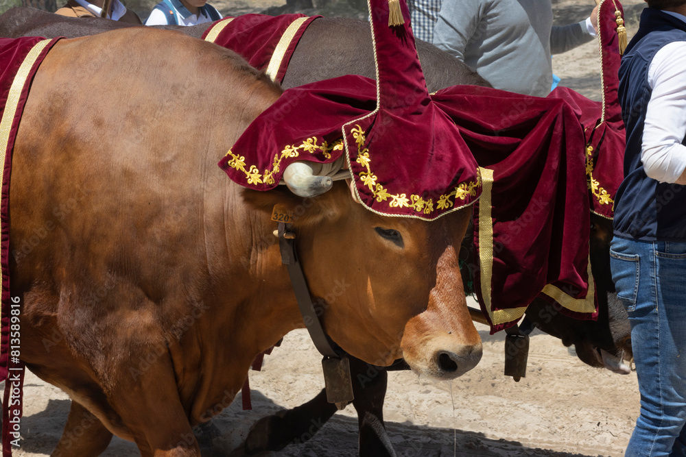 Oxen that pull the pilgrims' carts along sandy roads and surrounded by ...