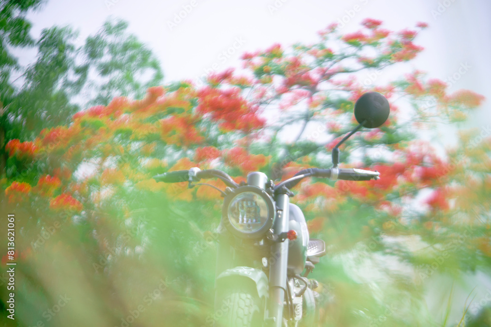Mohur tree,Delonix Regia flower in the sky background.Also called Royal ...