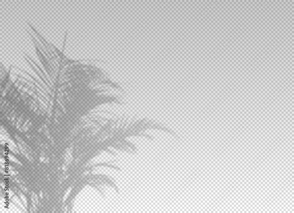 Shadow of leaf from window. Shadows palm leaves isolated on transparent ...