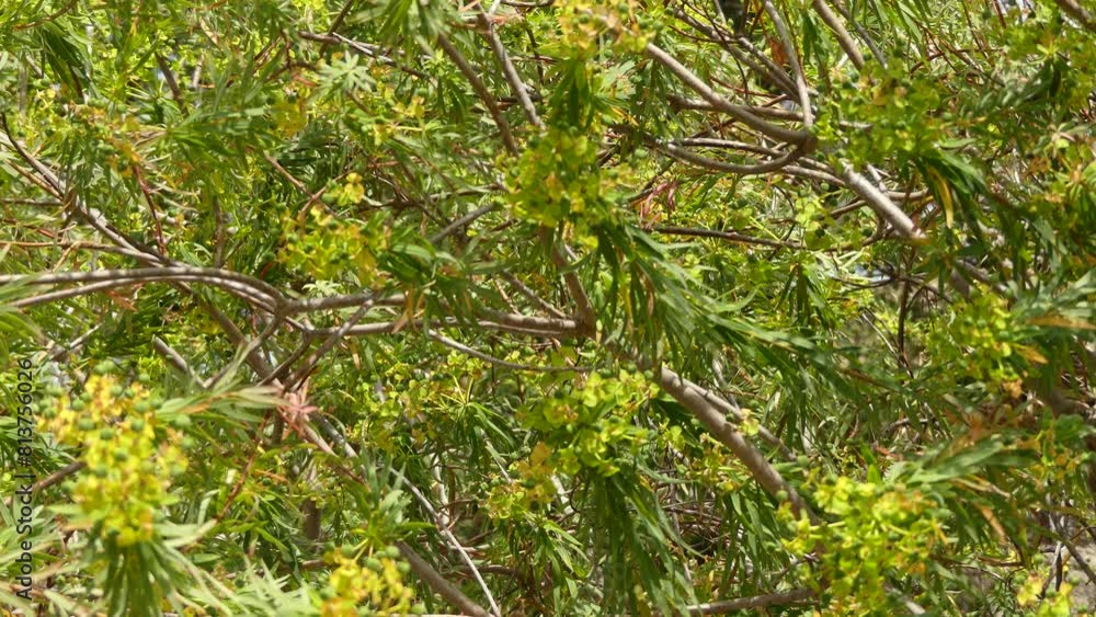 Euphorbia dendroides, also known as Tree Spurge, is a small tree of the ...