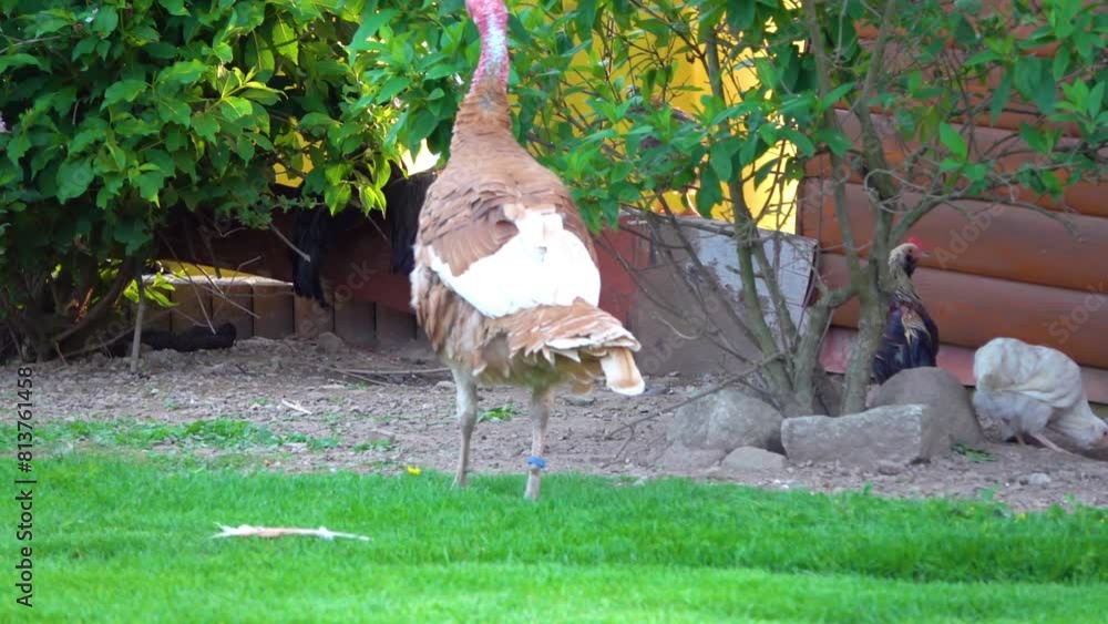 Blue turkeys are very interesting and distinctive breed. They are often ...