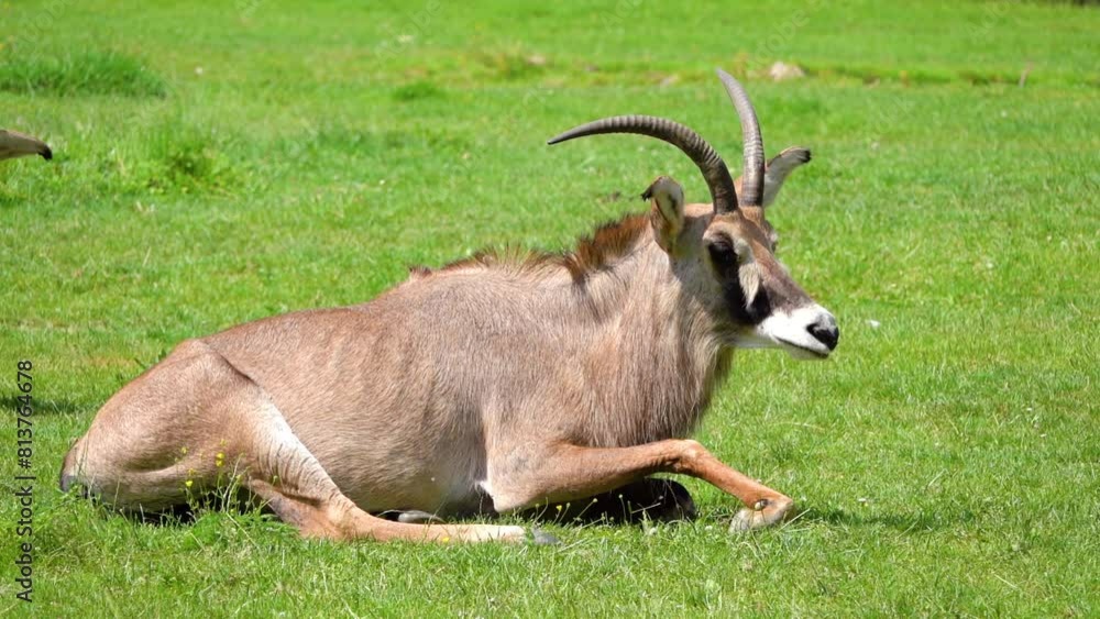 Vidéo Stock Roan antelope (Hippotragus equinus) is savanna antelope ...
