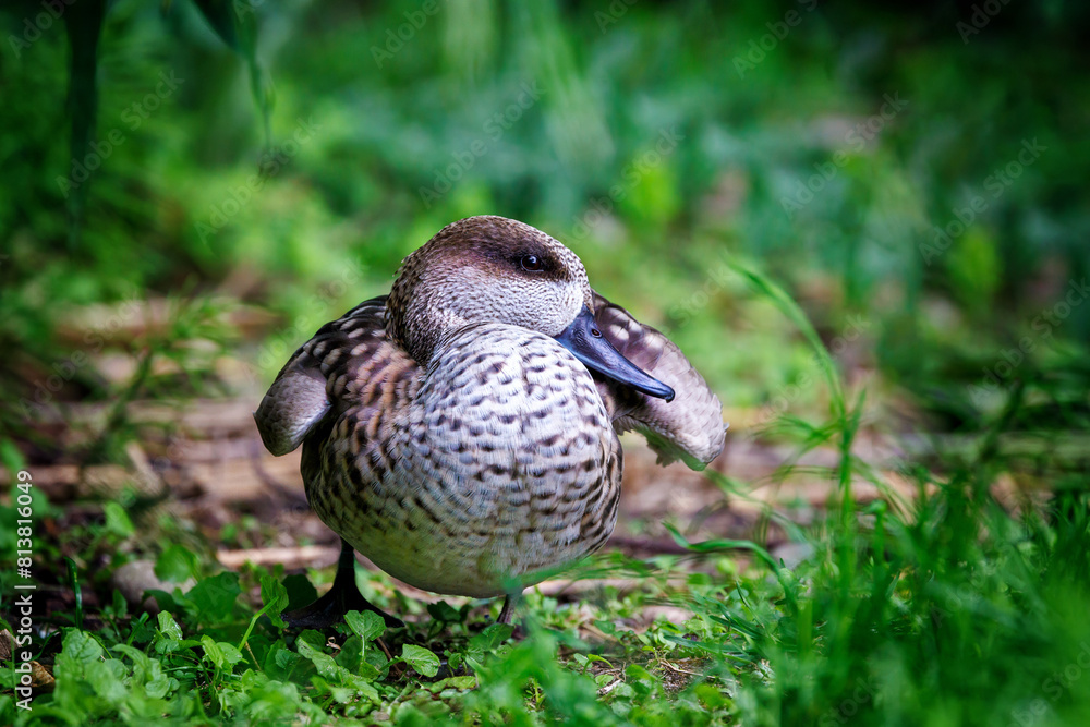 A marbled teal duck, Marmaronetta angustirostris, a medium sized ...