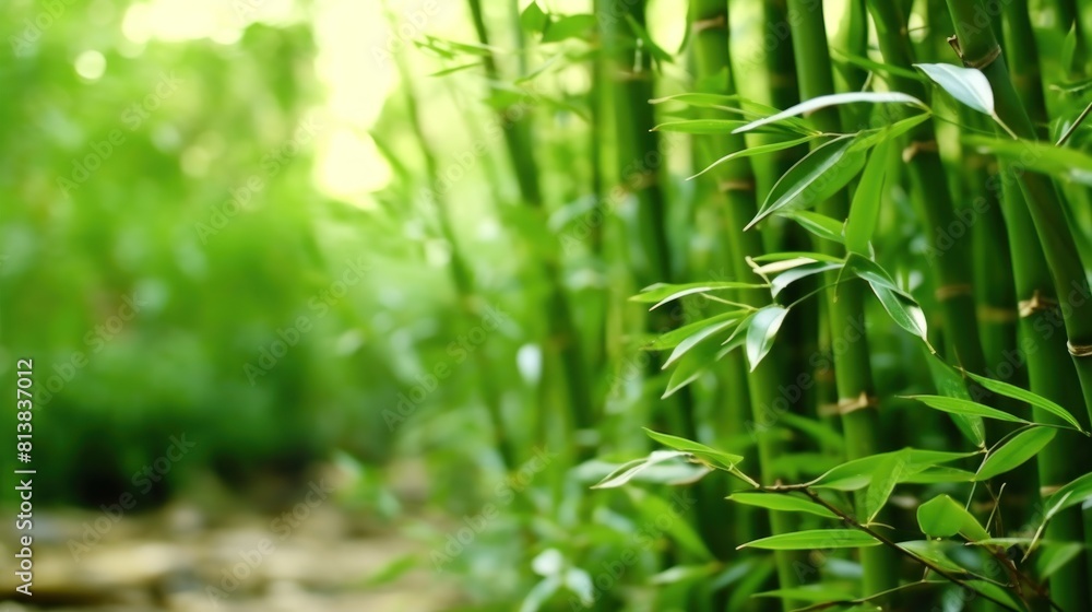 Bamboo forests are green and lush with sunlight filtering through the ...