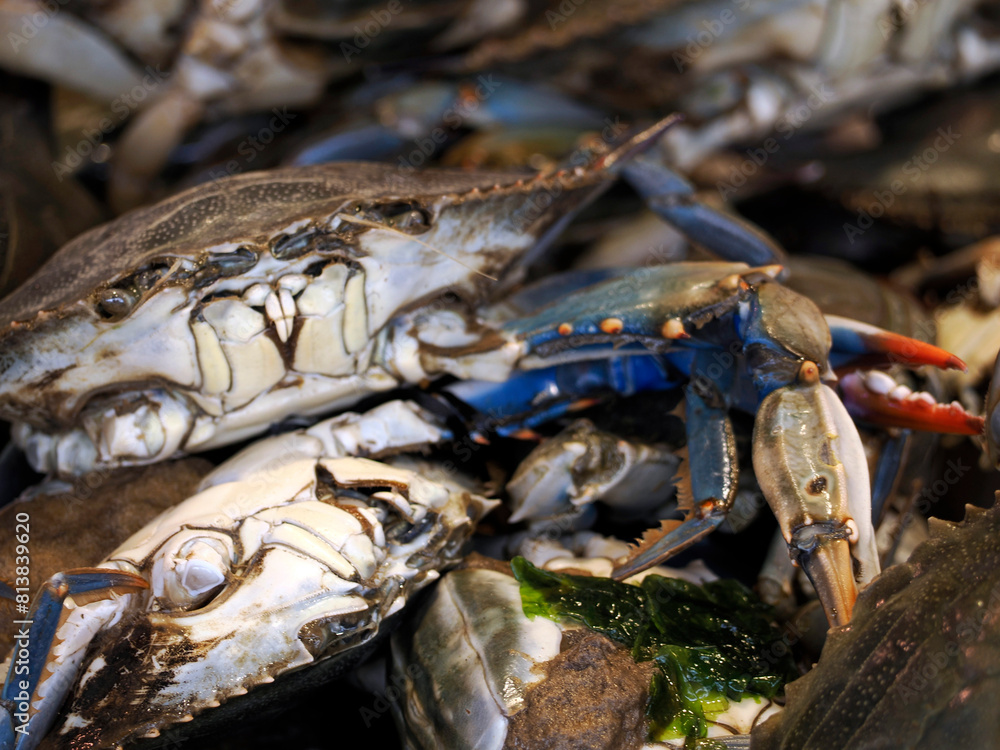 blue crab fresh fish seafood at Ortigia Syracuse sicily fish market ...