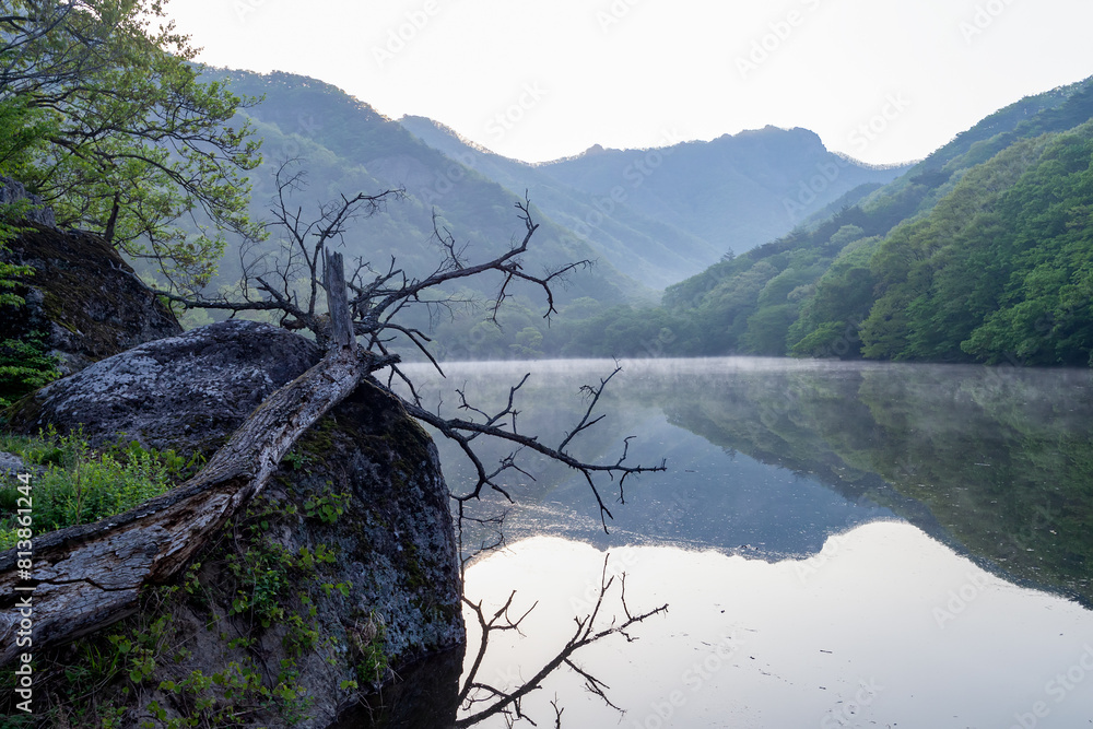 Reflections of the willow tree in the foggy forest reservoir where new ...