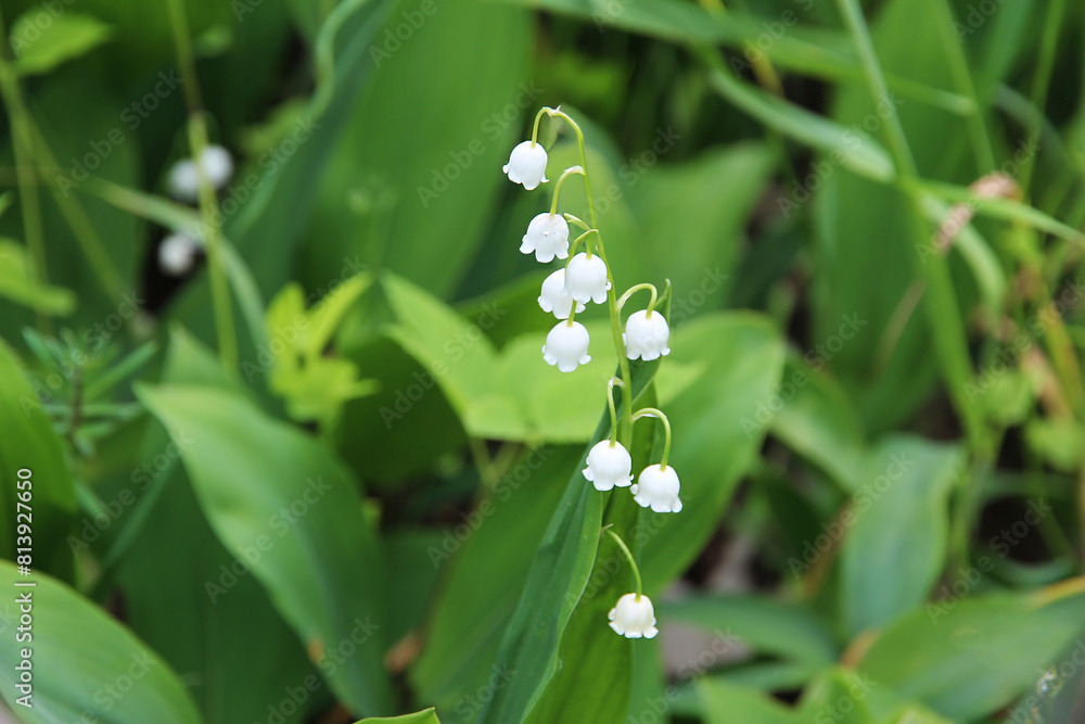 Beautiful spring flowers, white bells of lilies of the valley among ...