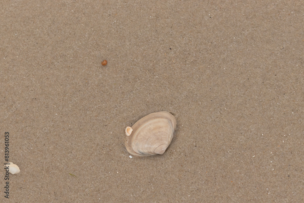 Foto de This cute little clam shell was laying on the beach when this ...