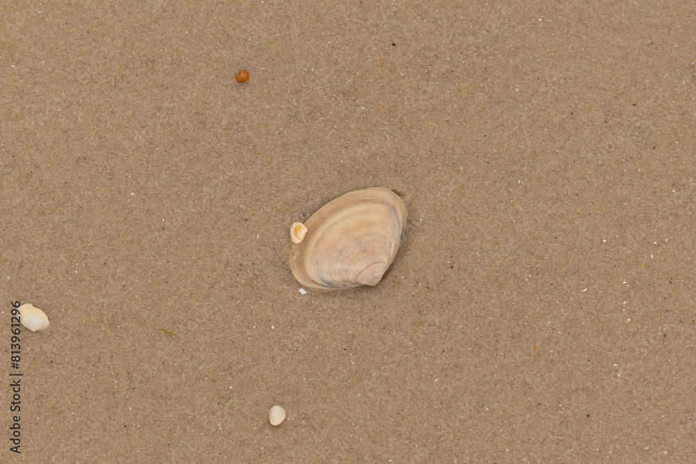Foto de This cute little clam shell was laying on the beach when this ...
