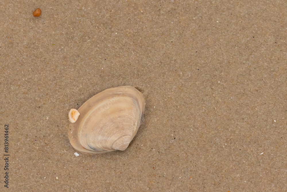 Foto de This cute little clam shell was laying on the beach when this ...