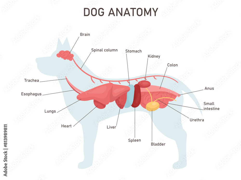 Dog anatomy. Educational veterinary and zoology study with inner system ...